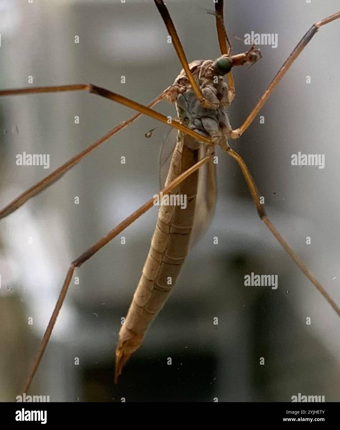 European Crane Fly (Tipula paludosa Stock Photo - Alamy