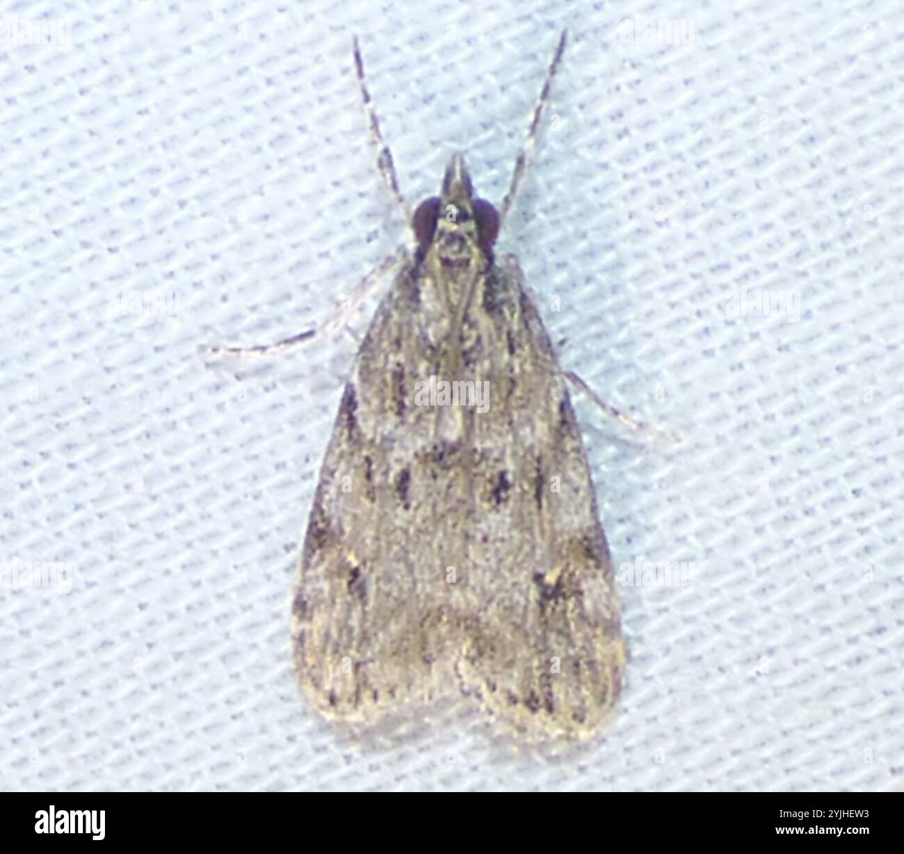 Double-striped Scoparia Moth (Scoparia biplagialis Stock Photo - Alamy