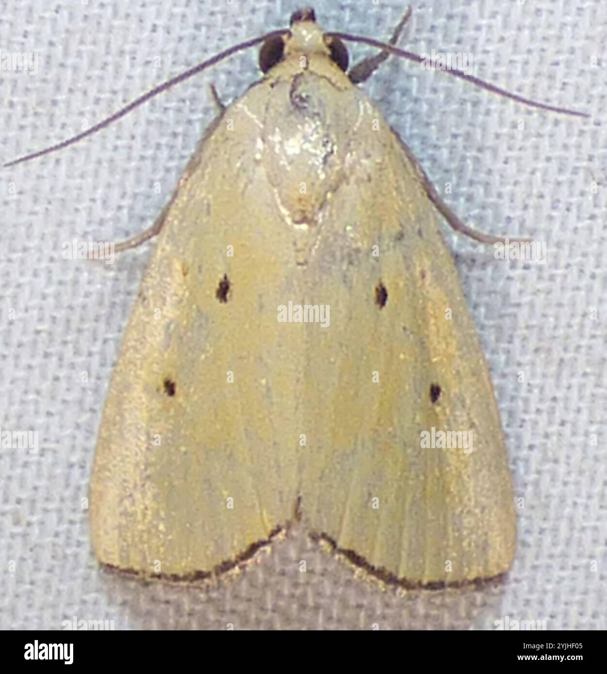 Black-bordered Lemon Moth (Marimatha nigrofimbria Stock Photo - Alamy