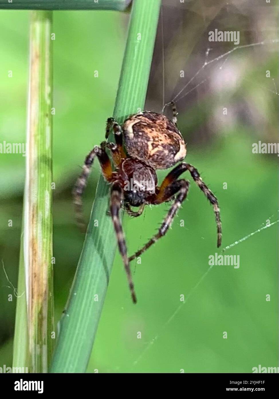 Grey Cross Spider (Larinioides sclopetarius Stock Photo - Alamy