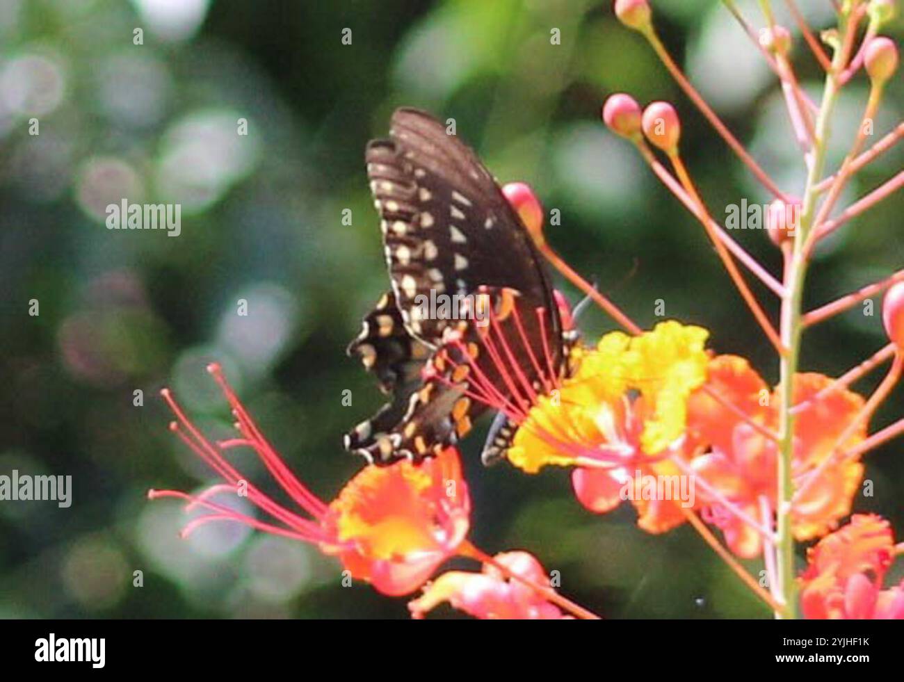Spicebush Swallowtail (Papilio troilus Stock Photo - Alamy