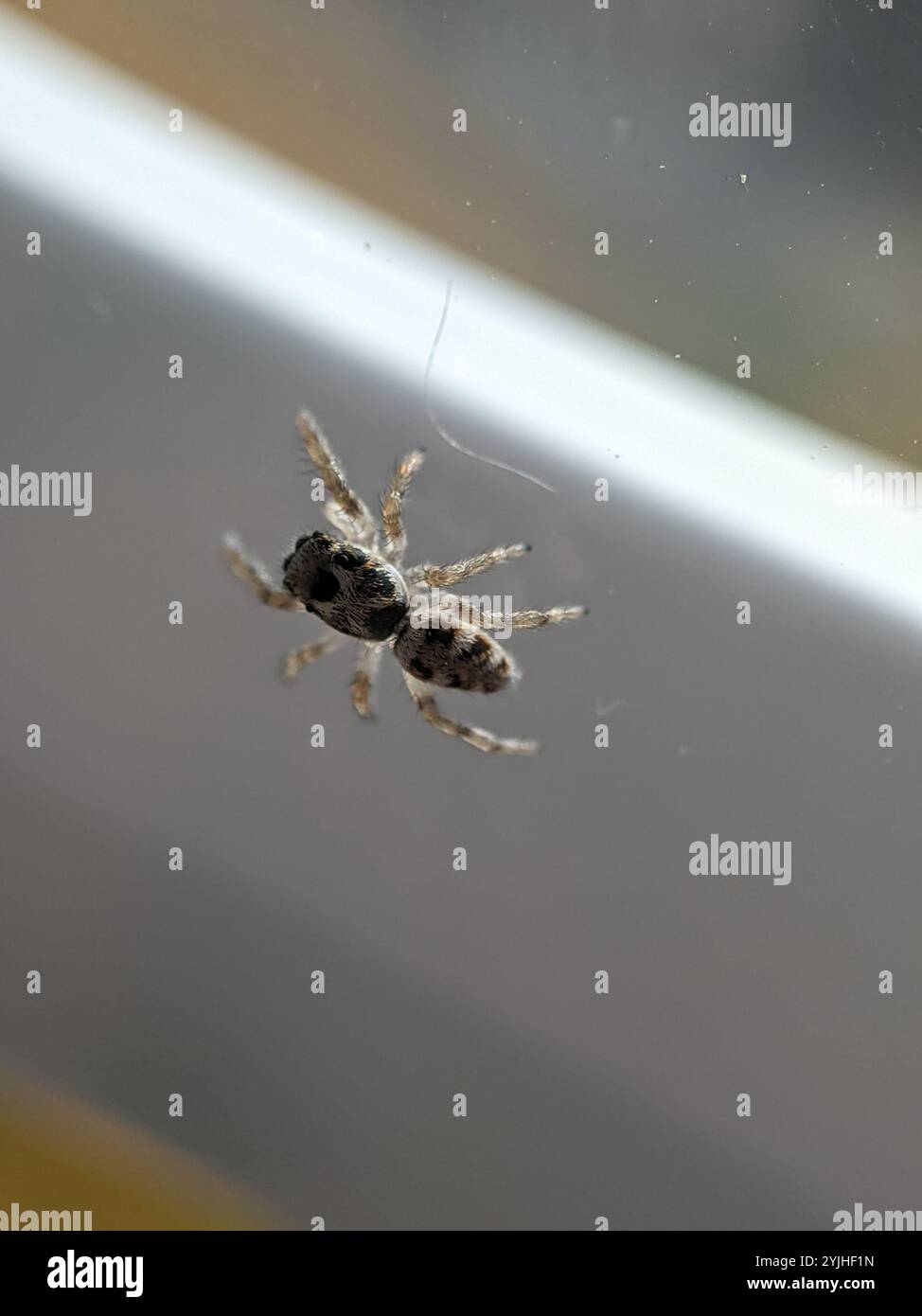 Zebra Jumping Spider (Salticus scenicus Stock Photo - Alamy