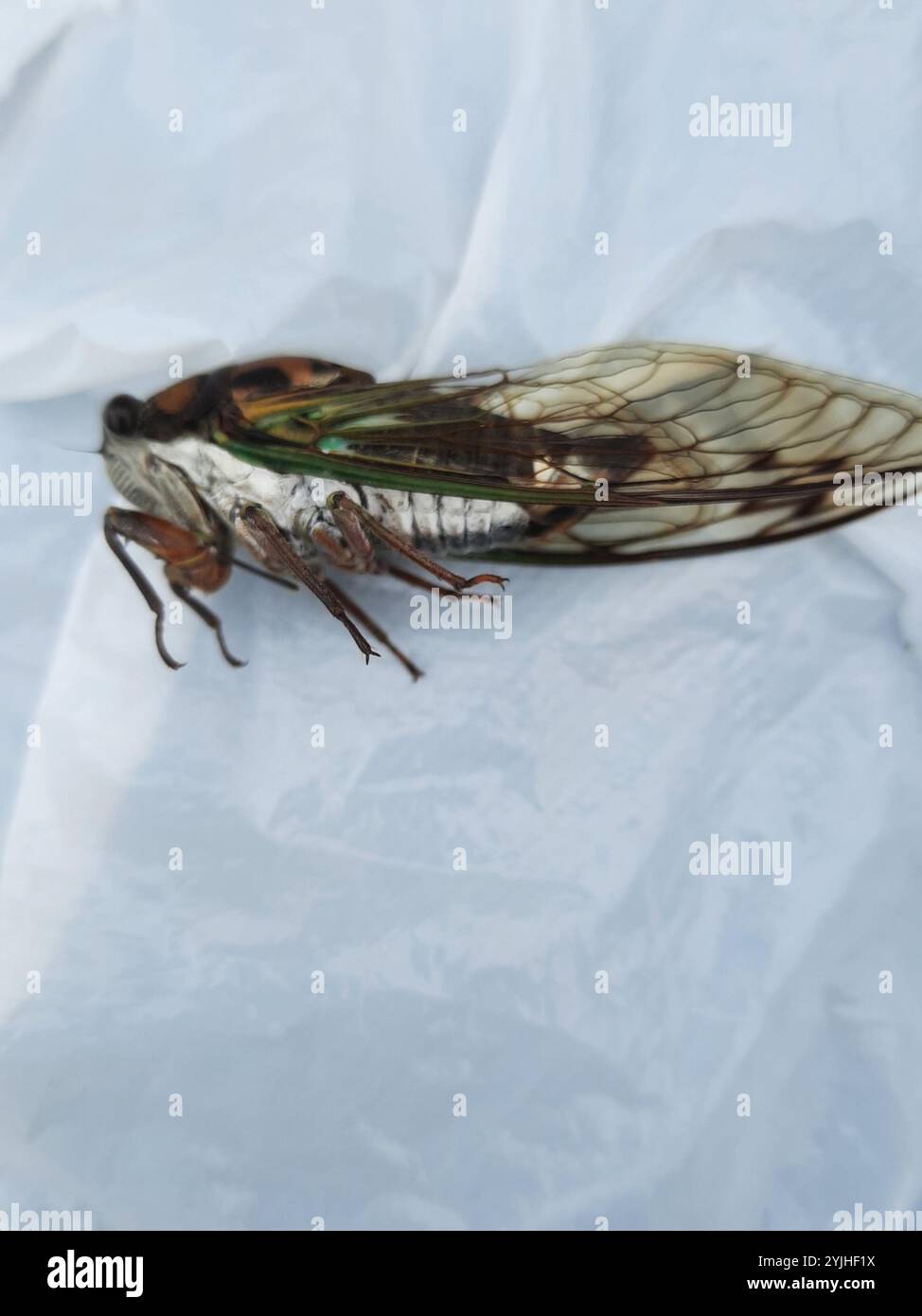 Common Lyric Cicada (Neotibicen lyricen lyricen Stock Photo - Alamy