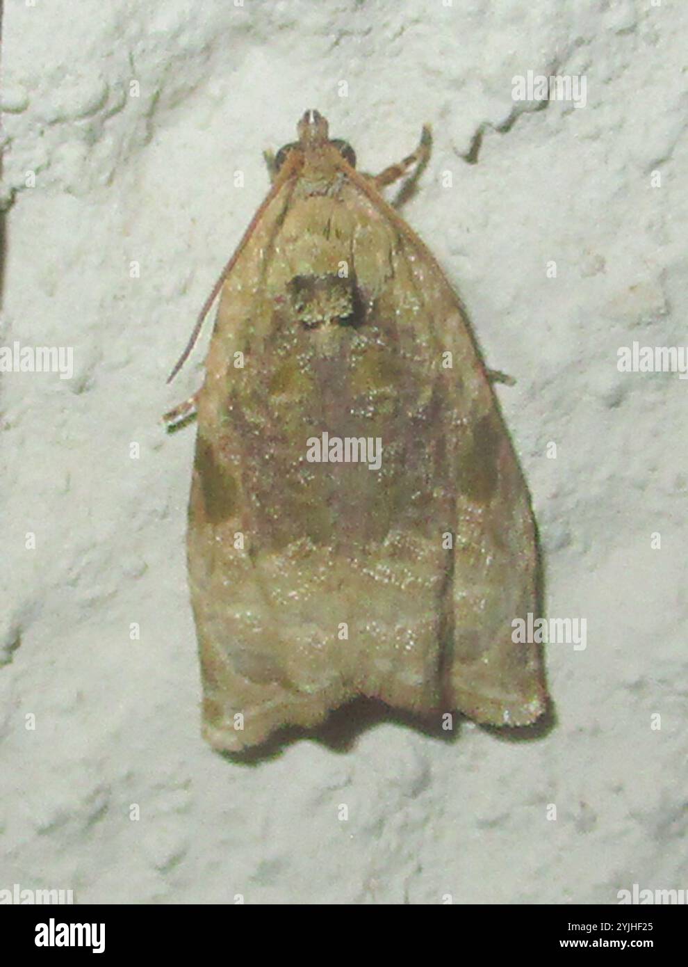 Tortricine Leafroller Moths (Tortricinae Stock Photo - Alamy