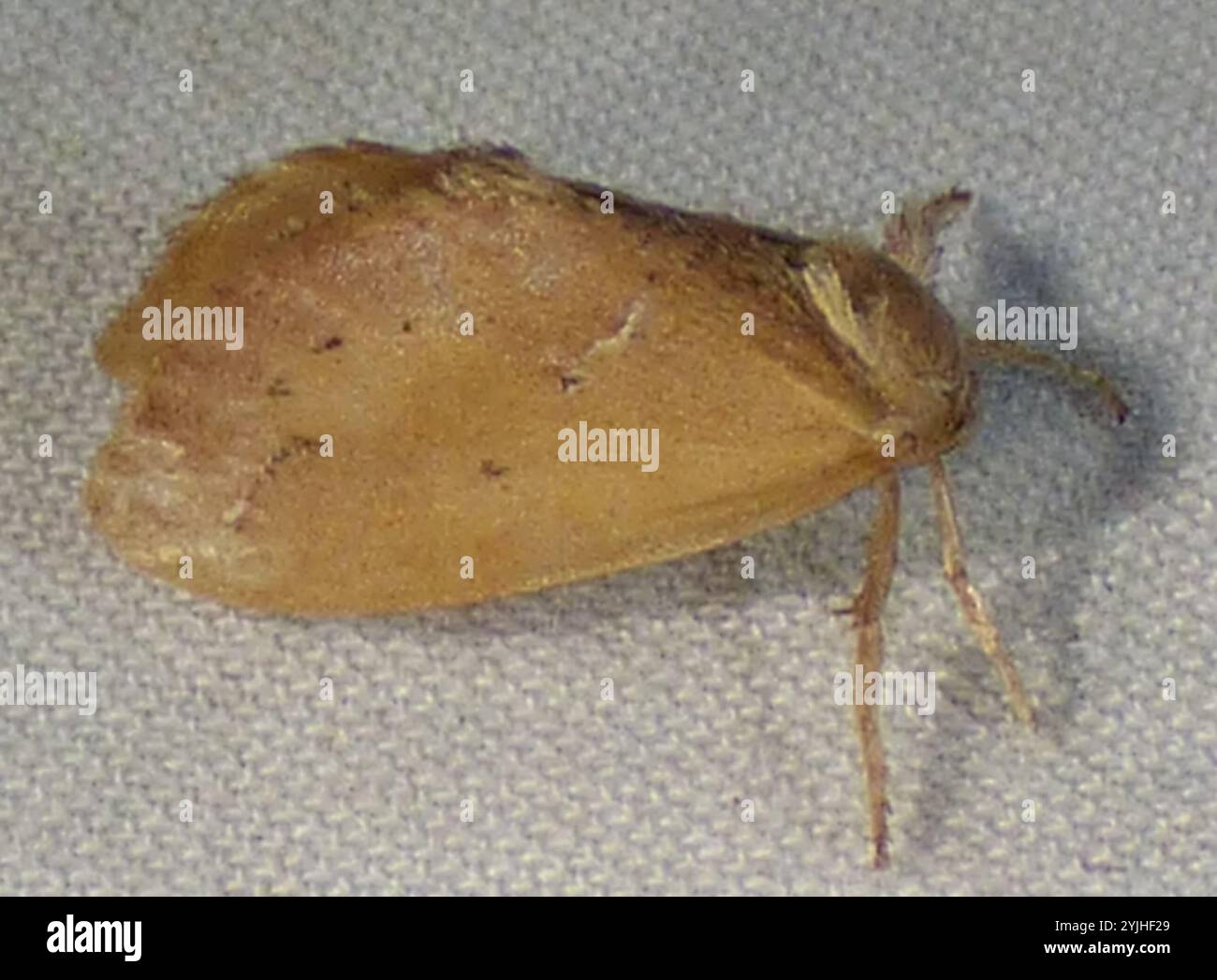 Long-horned Slug Moth (Adoneta bicaudata Stock Photo - Alamy