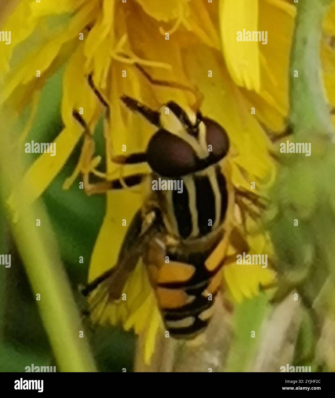 Sun Fly (Helophilus pendulus Stock Photo - Alamy