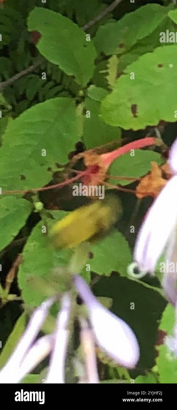 Perplexing Bumble Bee (Bombus perplexus Stock Photo - Alamy