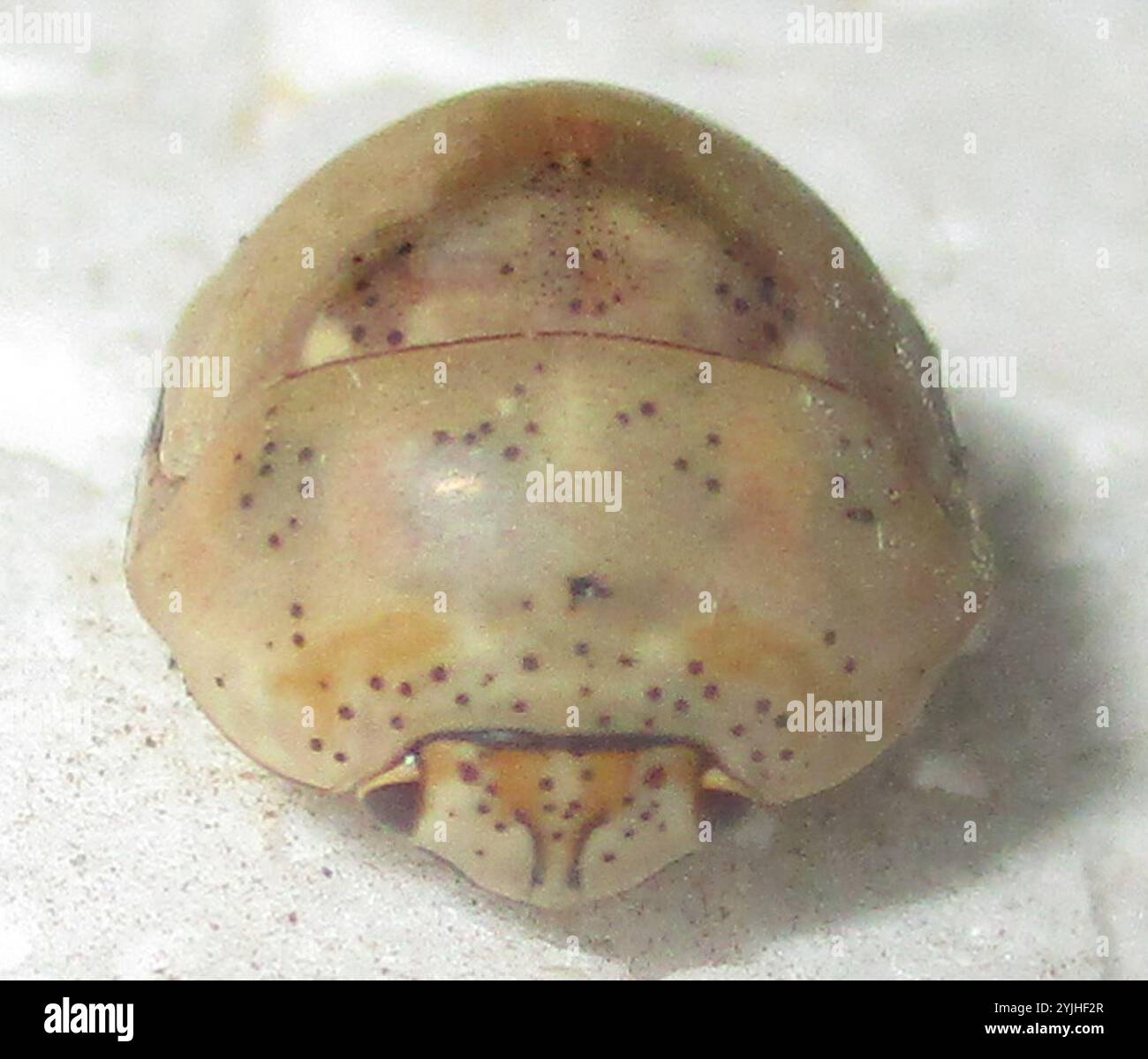 Sphaerocoris hi-res stock photography and images - Alamy