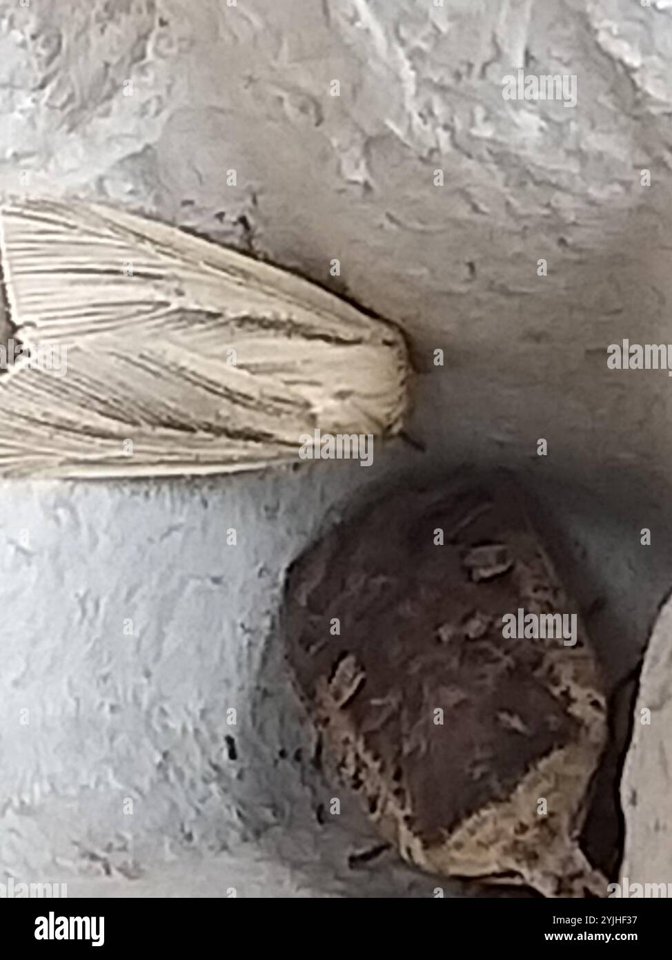 Smoky wainscot hi-res stock photography and images - Alamy