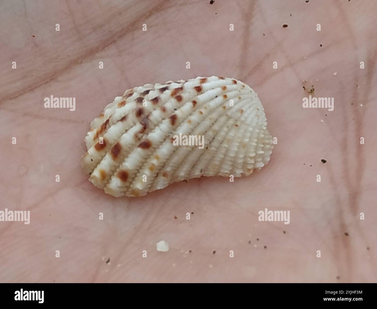 Rectangular False Cockle (Cardita variegata Stock Photo - Alamy