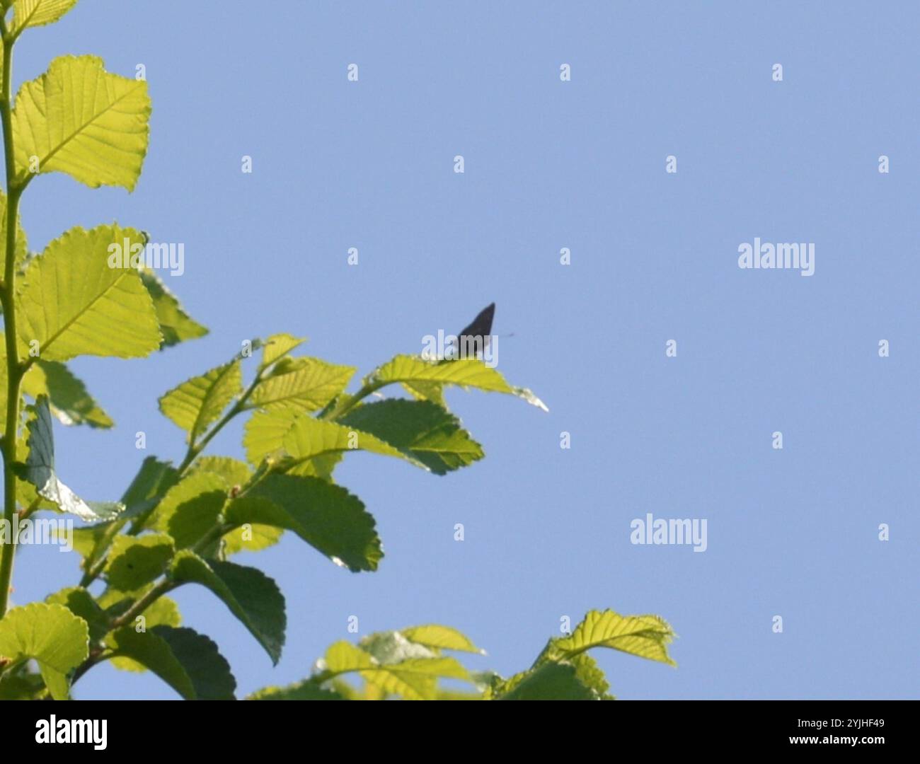 White-letter Hairstreak (Satyrium w-album Stock Photo - Alamy