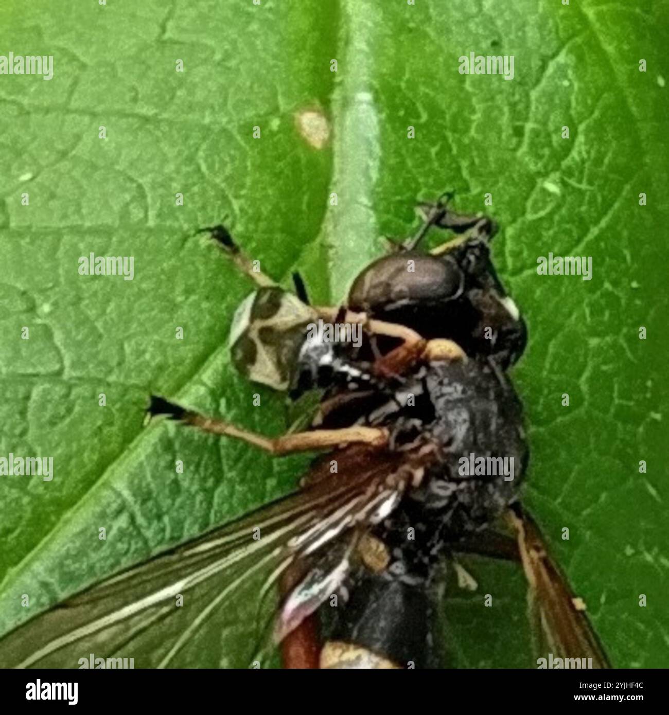 Minute pirate bugs (Anthocoridae Stock Photo - Alamy