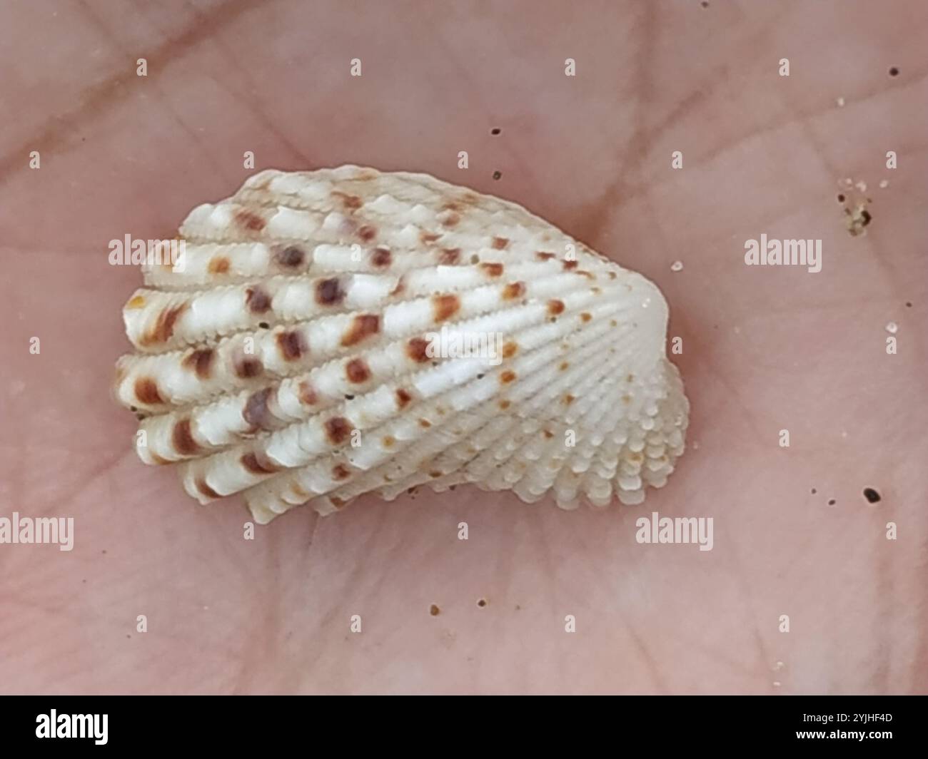 Rectangular False Cockle (Cardita variegata Stock Photo - Alamy