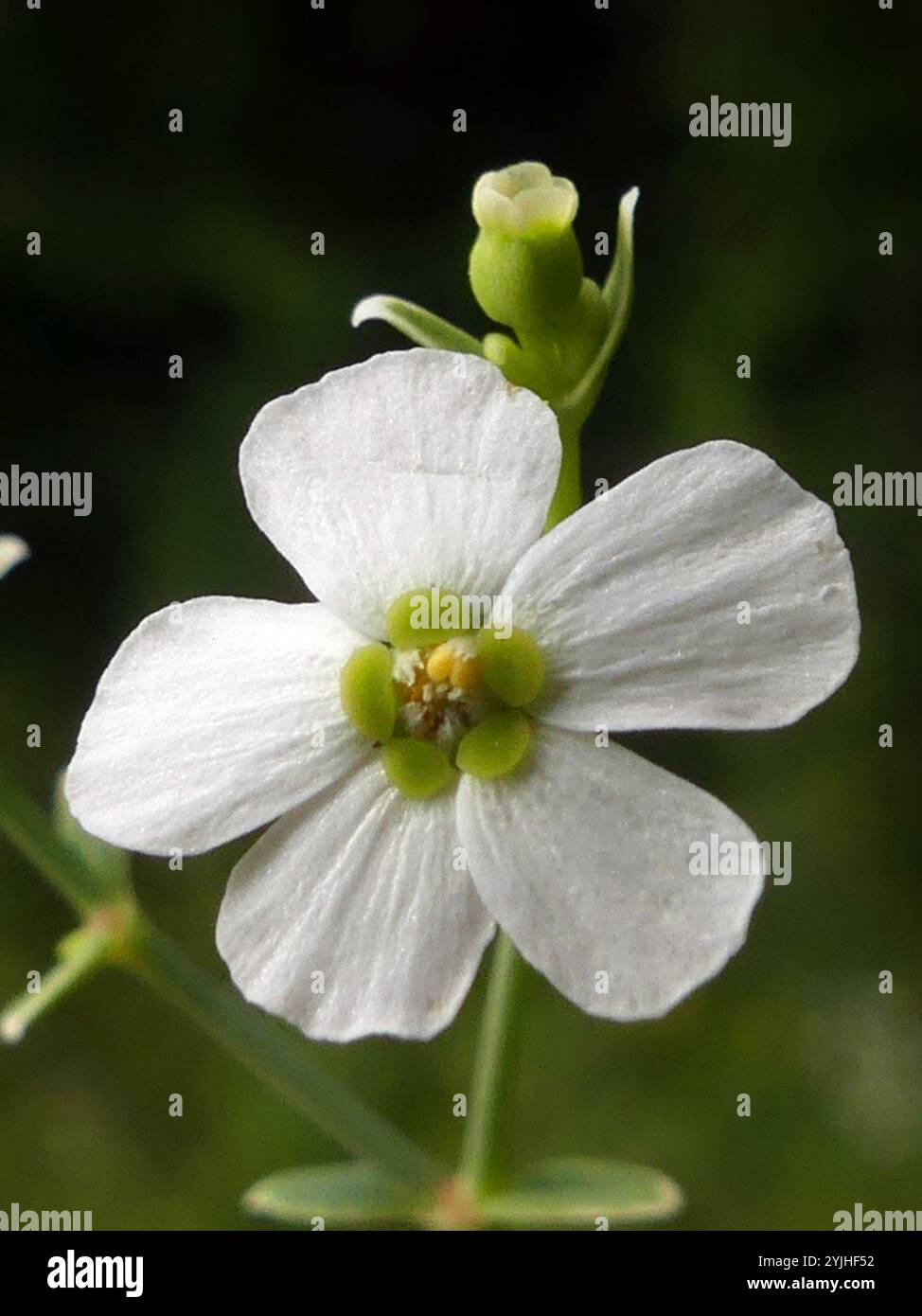 flowering spurge (Euphorbia corollata Stock Photo - Alamy