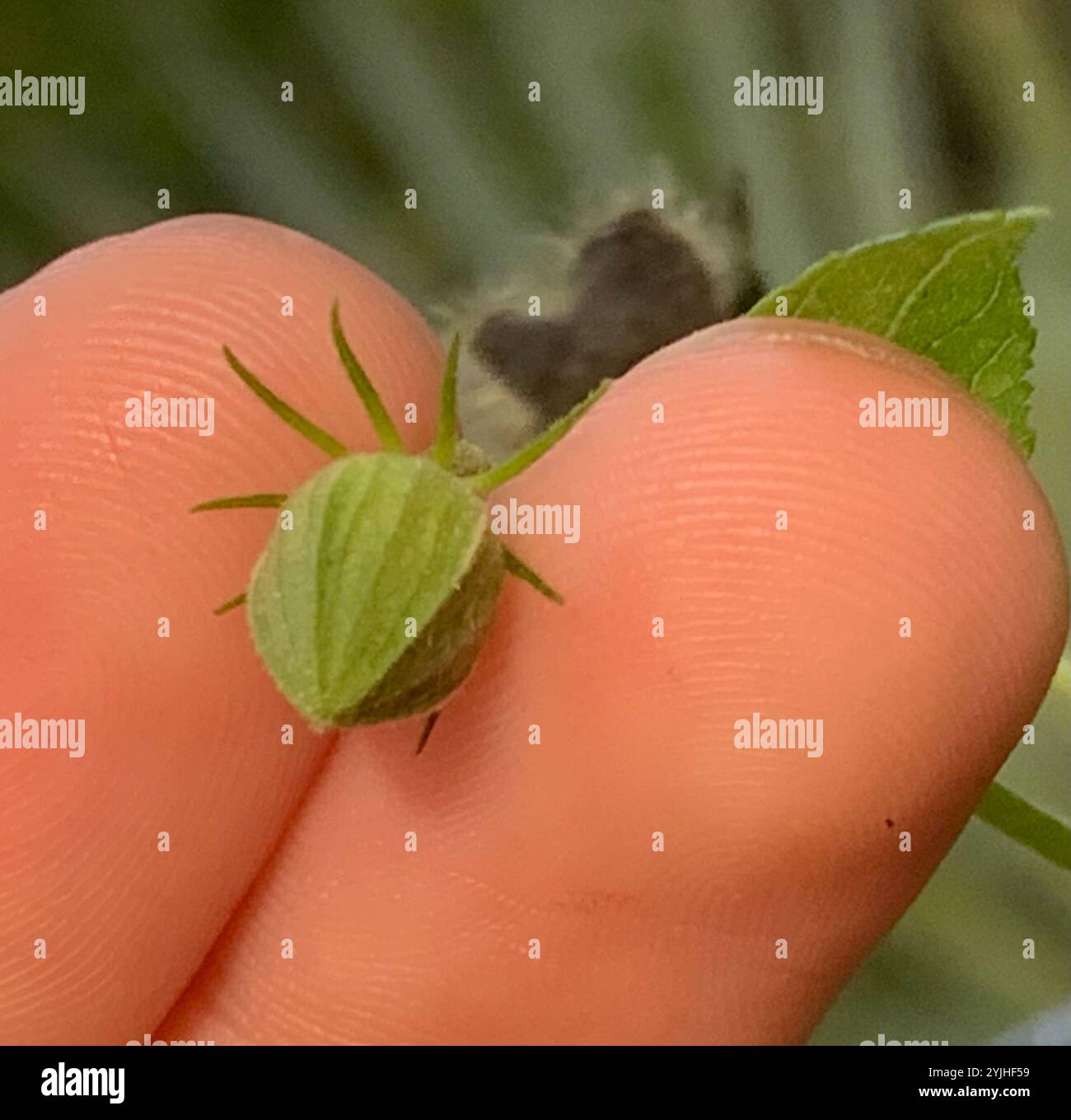 Saltmarsh mallow (Kosteletzkya pentacarpos Stock Photo - Alamy