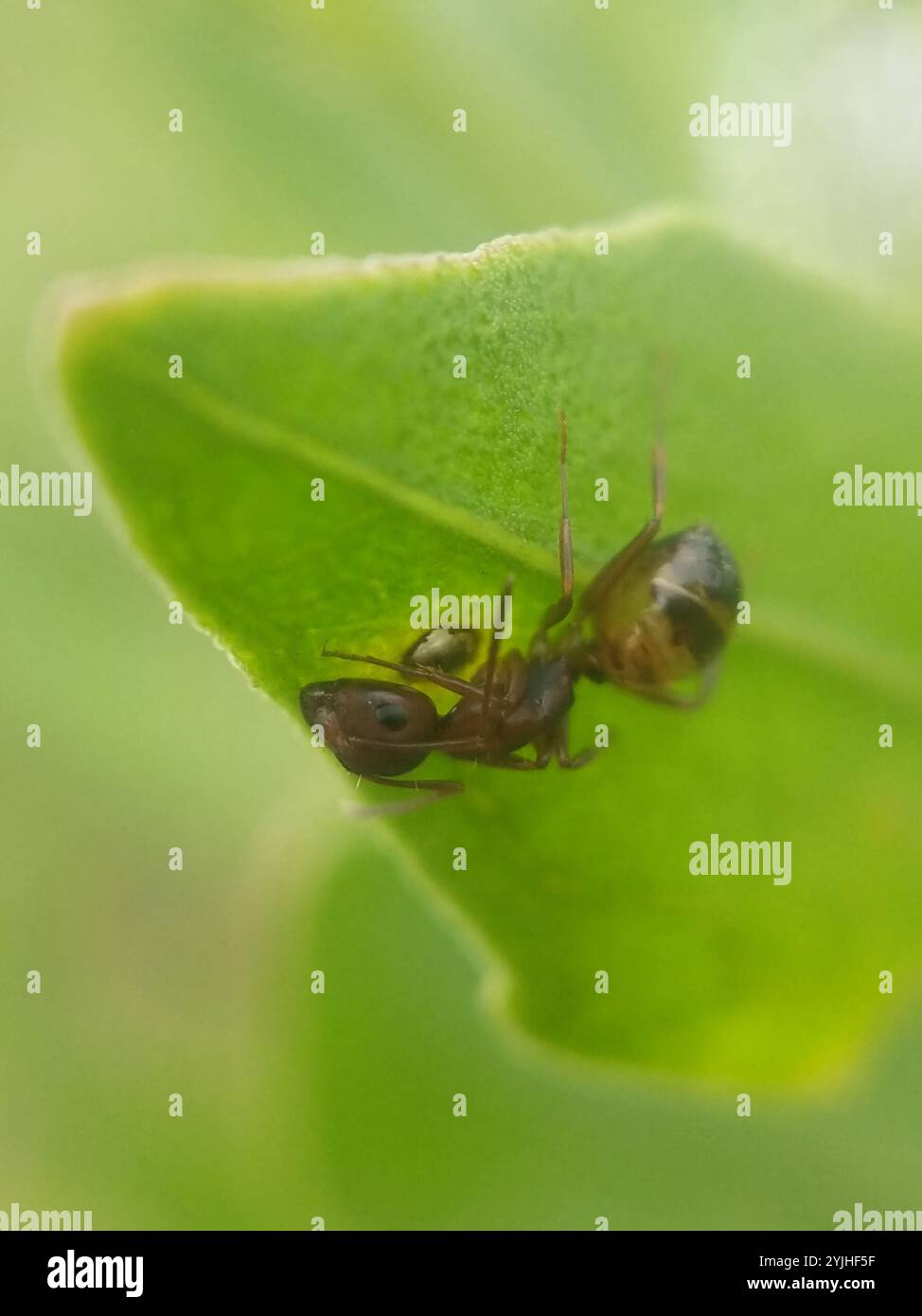 Bearded Carpenter ant (Camponotus subbarbatus Stock Photo - Alamy