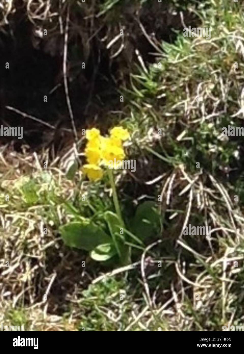 Bear's Ear (Primula auricula Stock Photo - Alamy