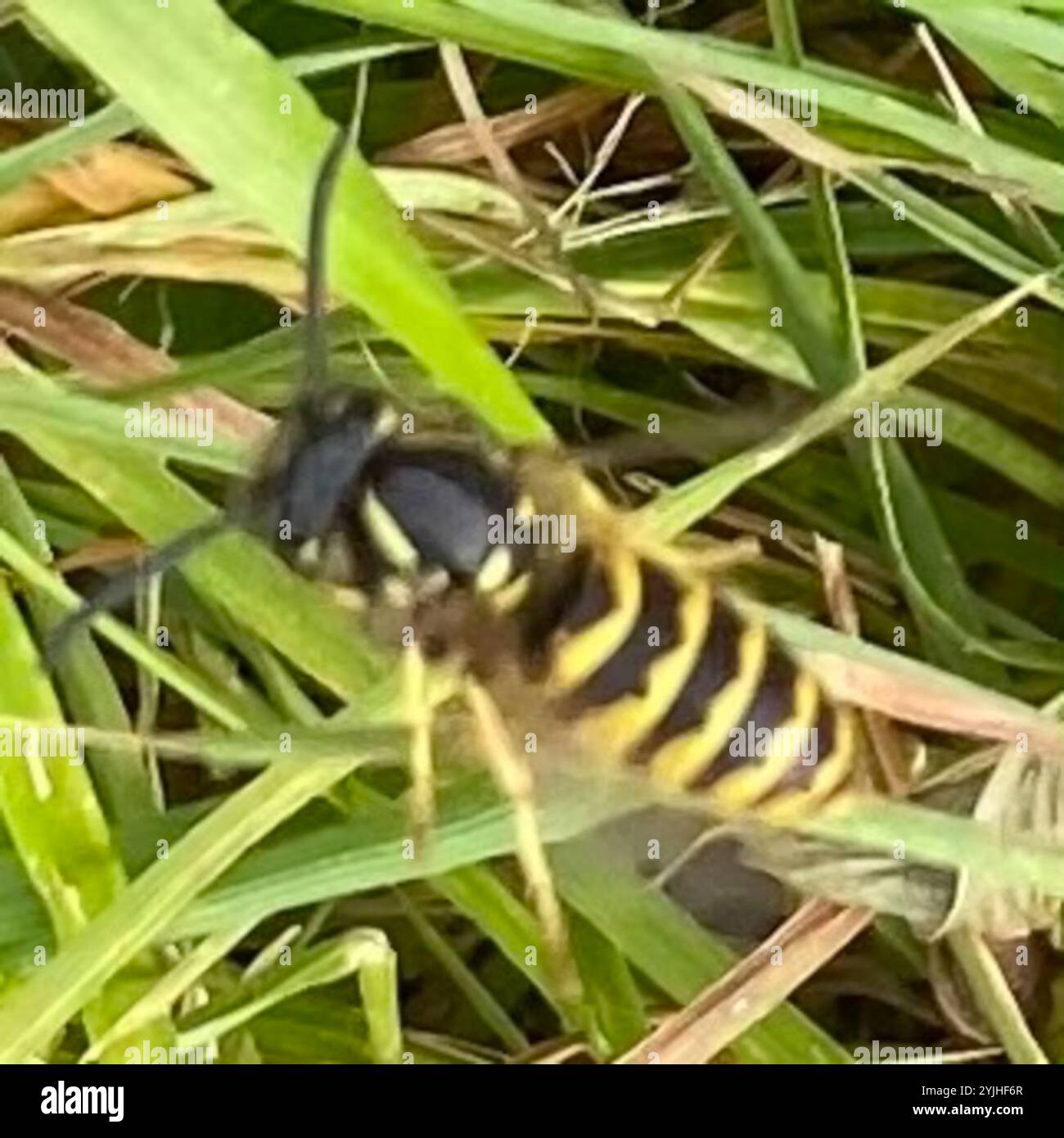 Common European Yellowjacket (Vespula vulgaris Stock Photo - Alamy