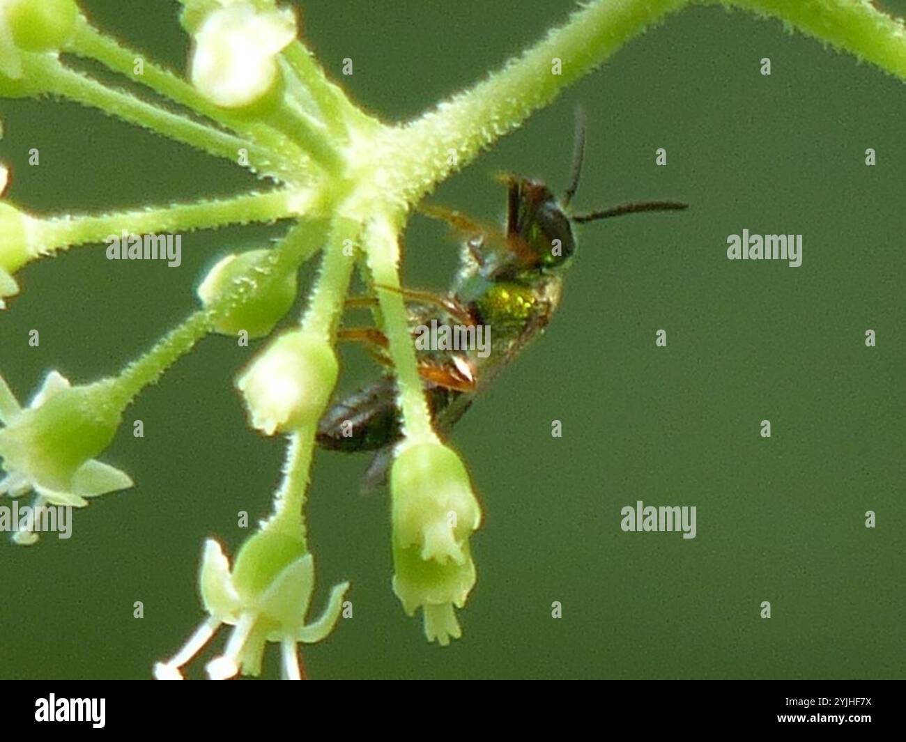 Augochlorine Sweat Bees (Augochlorini Stock Photo - Alamy