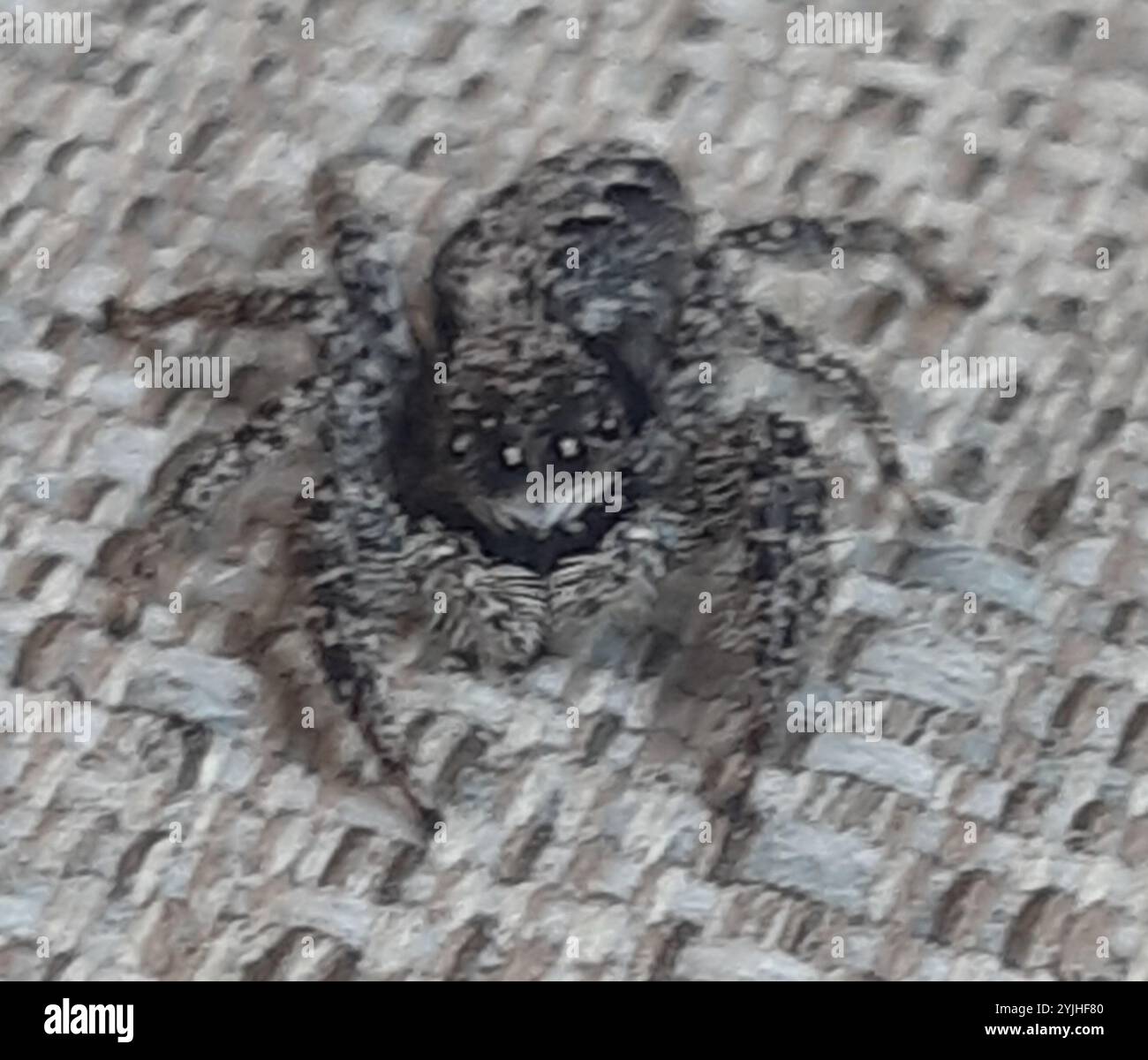 California Flattened Jumping Spider (Platycryptus californicus Stock Photo - Alamy