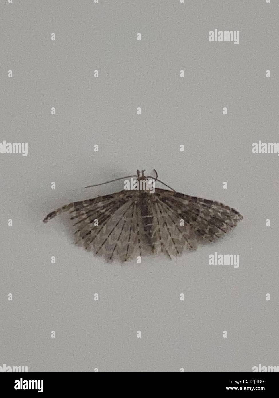 Montana Six-plume Moth (Alucita montana Stock Photo - Alamy