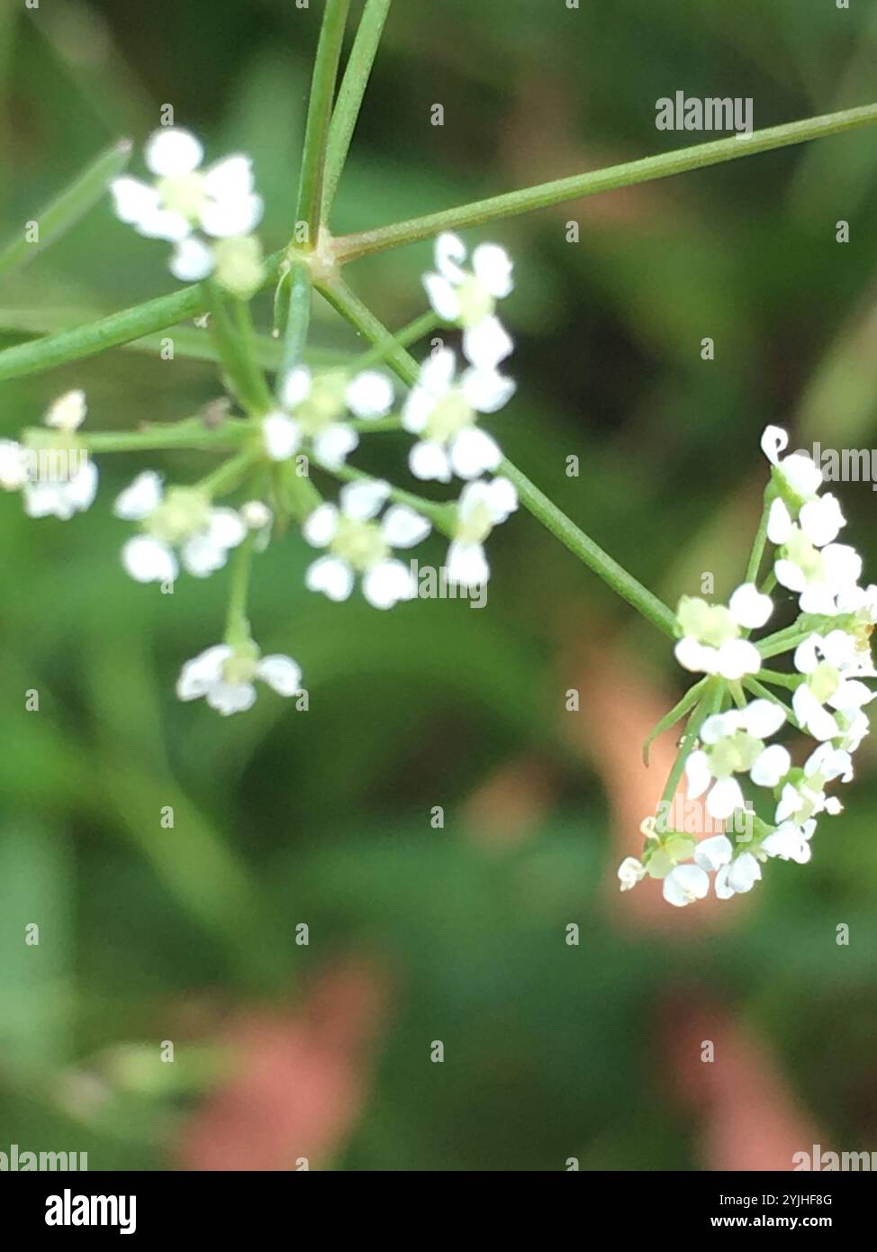 bulblet-bearing water hemlock (Cicuta bulbifera Stock Photo - Alamy