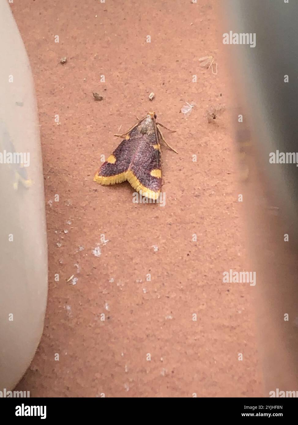 Clover Hayworm Moth (Hypsopygia costalis Stock Photo - Alamy