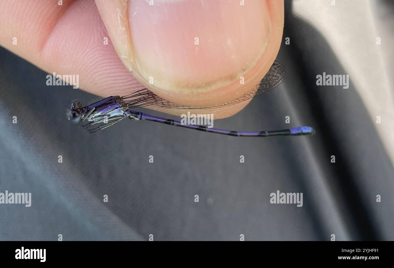 Variable dancer hi-res stock photography and images - Alamy