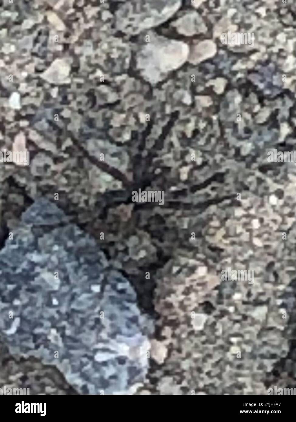 Wolf Spiders and Allies (Lycosoidea Stock Photo - Alamy