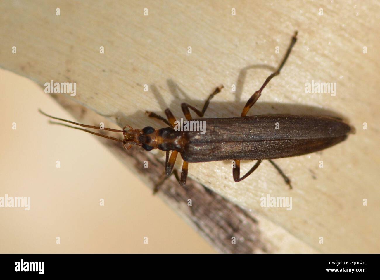 Oedemera femoralis hi-res stock photography and images - Alamy