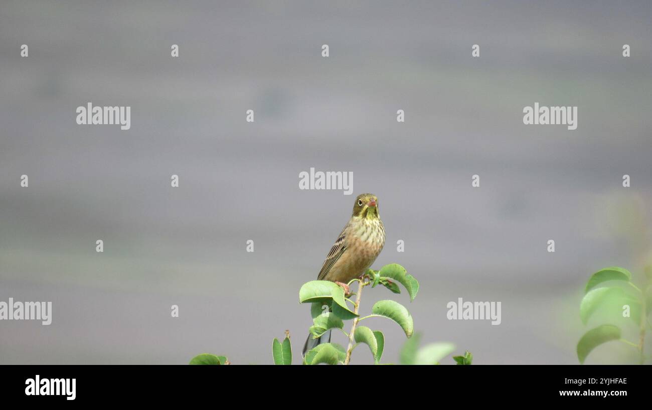 Ortolan Bunting (Emberiza hortulana Stock Photo - Alamy