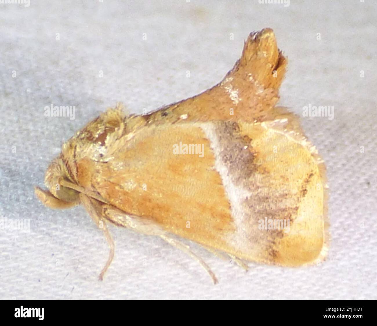 Yellow-shouldered Slug Moth (Lithacodes fasciola Stock Photo - Alamy