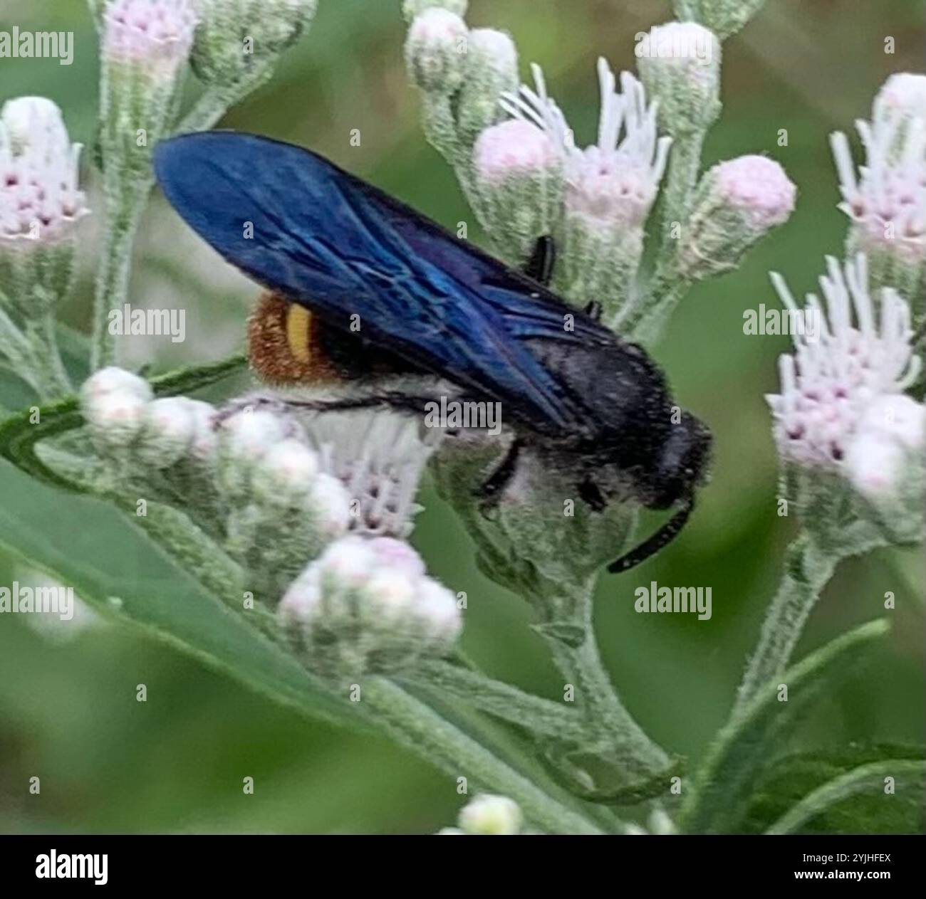 Two-spotted Scoliid Wasp (Scolia dubia dubia Stock Photo - Alamy