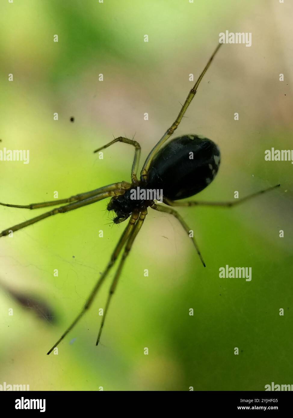 Bowl-and-doily Spider (Frontinella pyramitela Stock Photo - Alamy