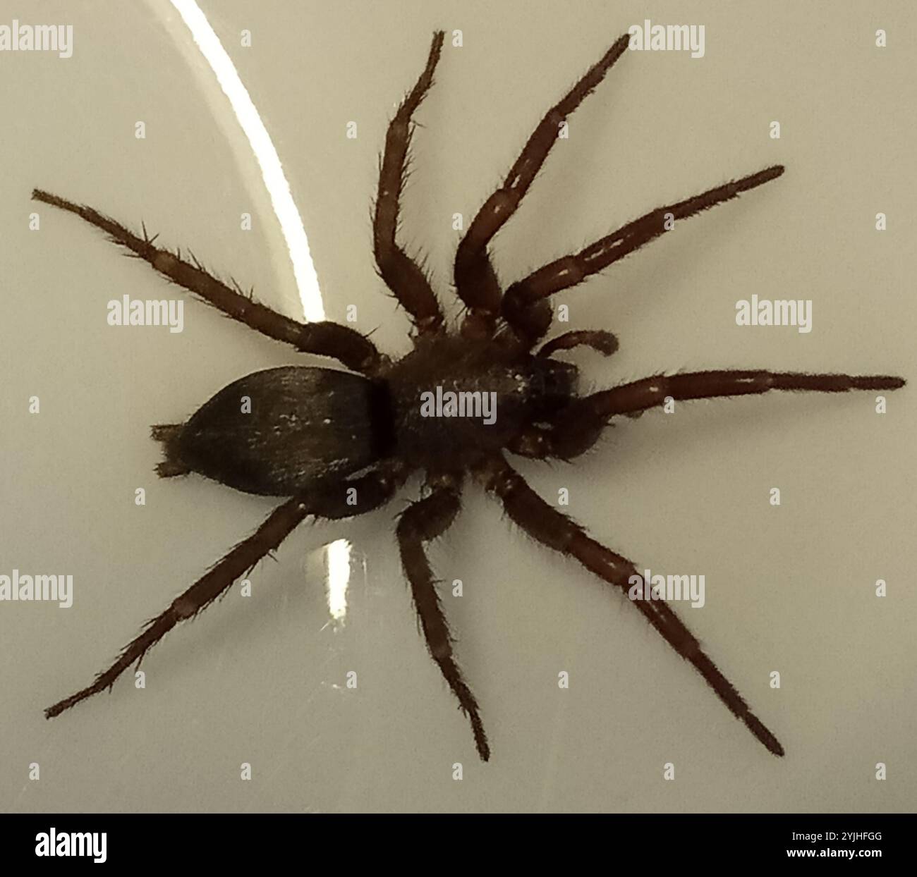 Scotophaeus blackwalli hi-res stock photography and images - Alamy