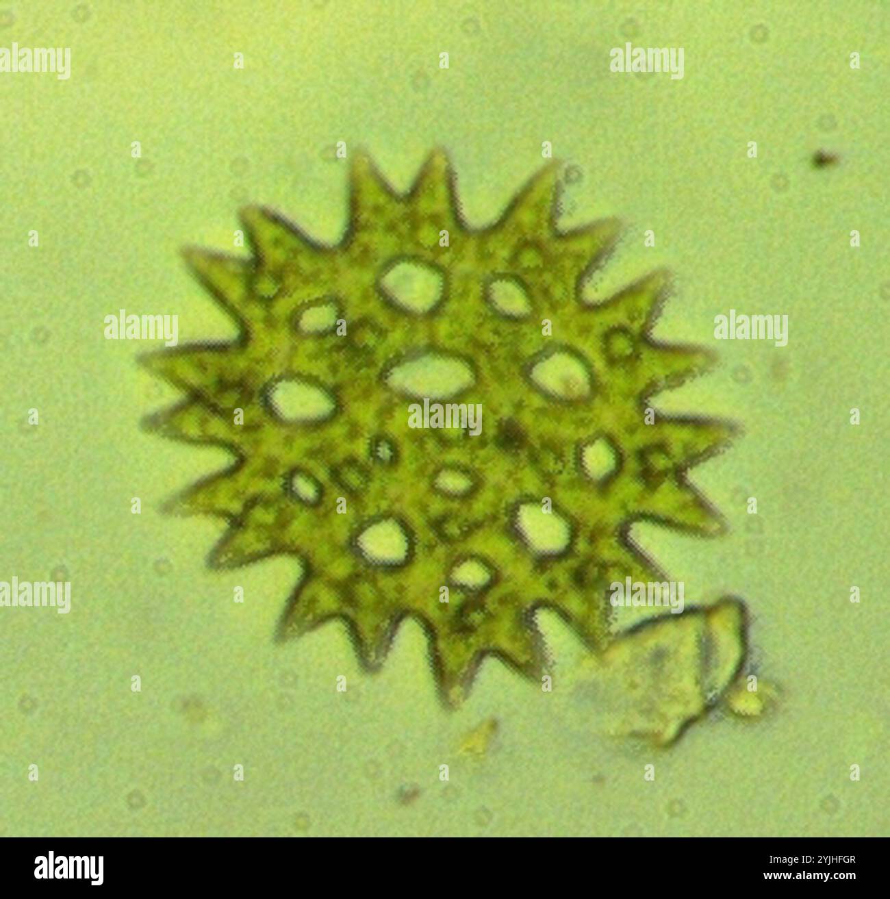 Pediastrum duplex pediastrum duplex hi-res stock photography and images ...