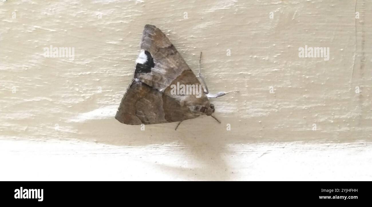 Semi looper hi-res stock photography and images - Alamy