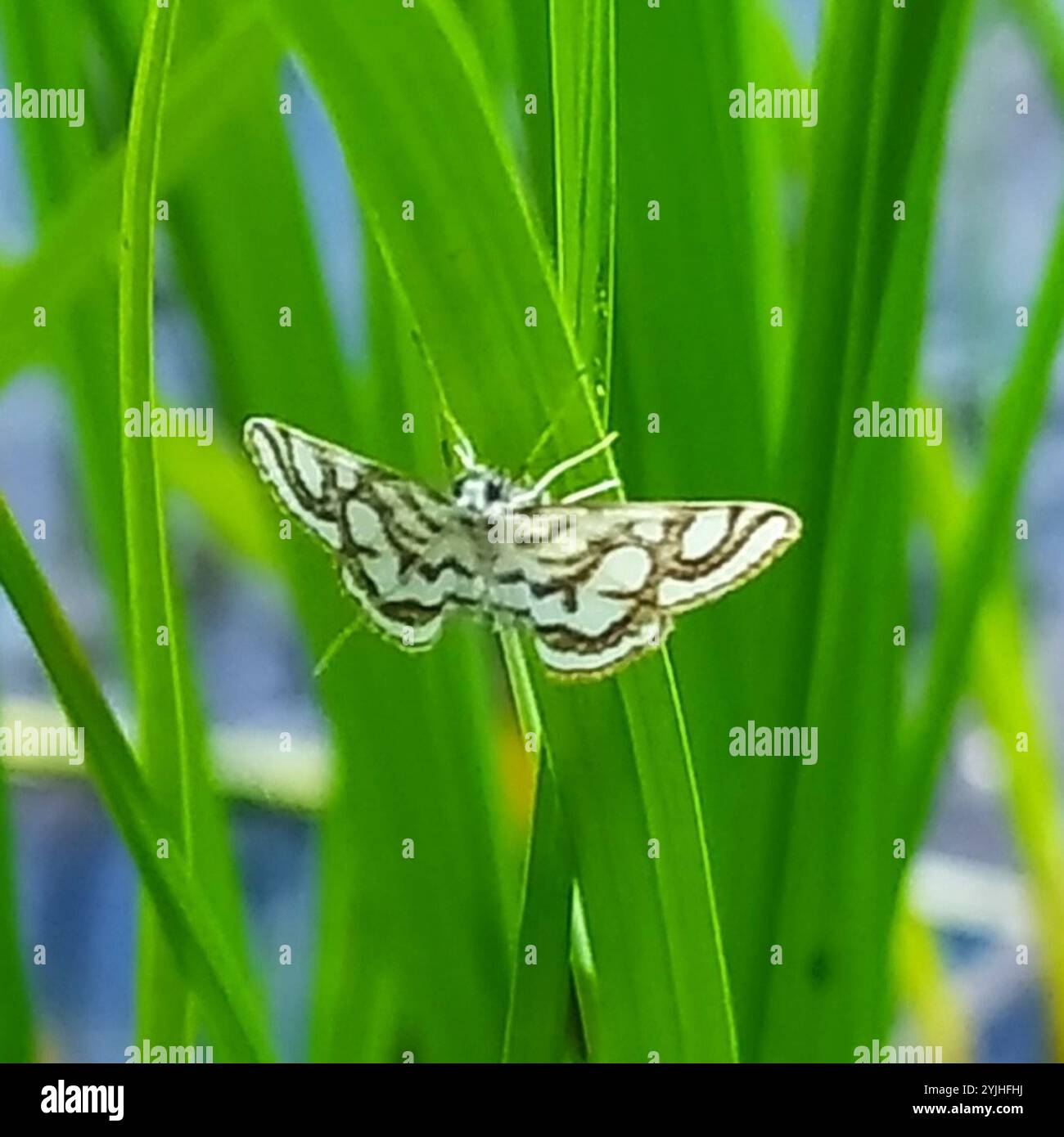 Beautiful China-mark (Nymphula nitidulata Stock Photo - Alamy
