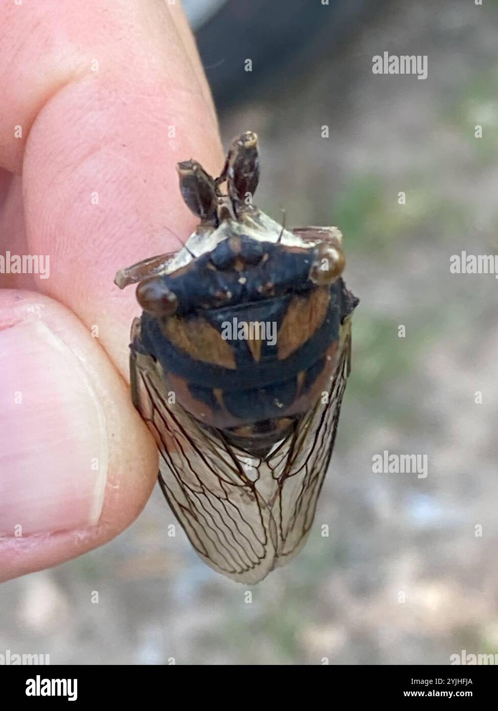 Neotibicen lyricen hi-res stock photography and images - Alamy