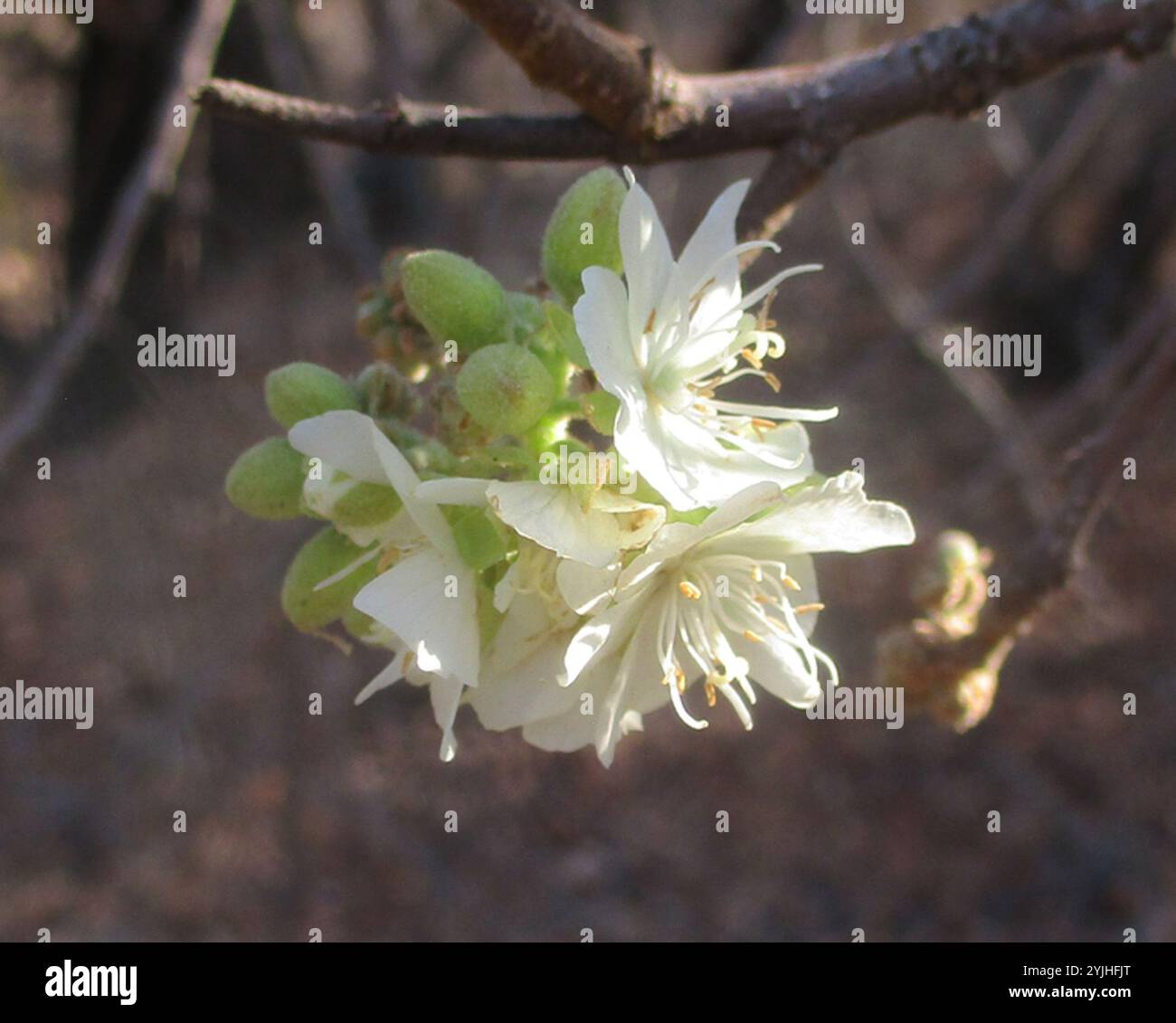 South African Wild Pear (Dombeya rotundifolia Stock Photo - Alamy