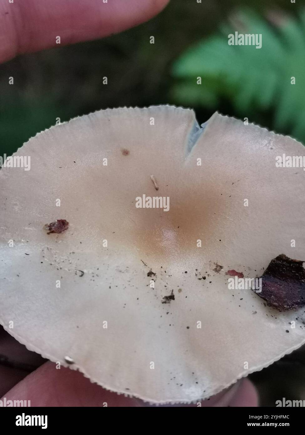 Fragrant Funnel (Clitocybe fragrans Stock Photo - Alamy