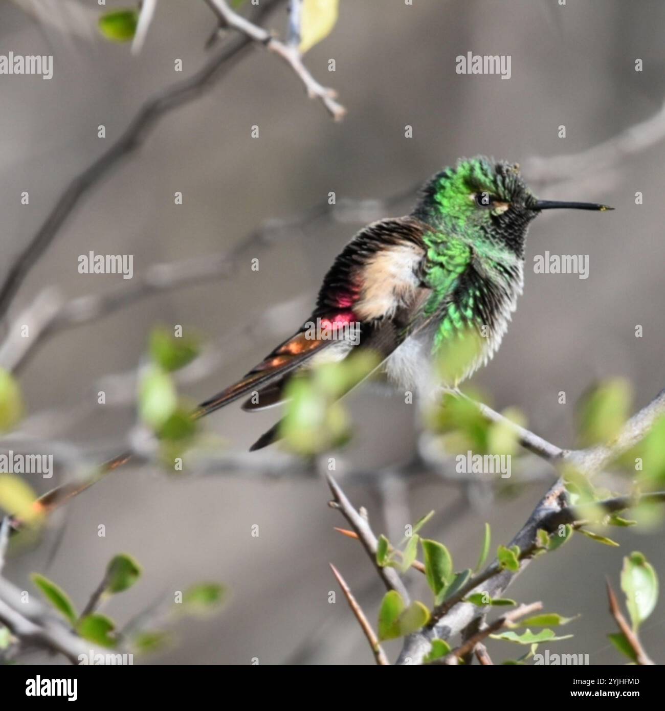 Sappho comet hi-res stock photography and images - Alamy