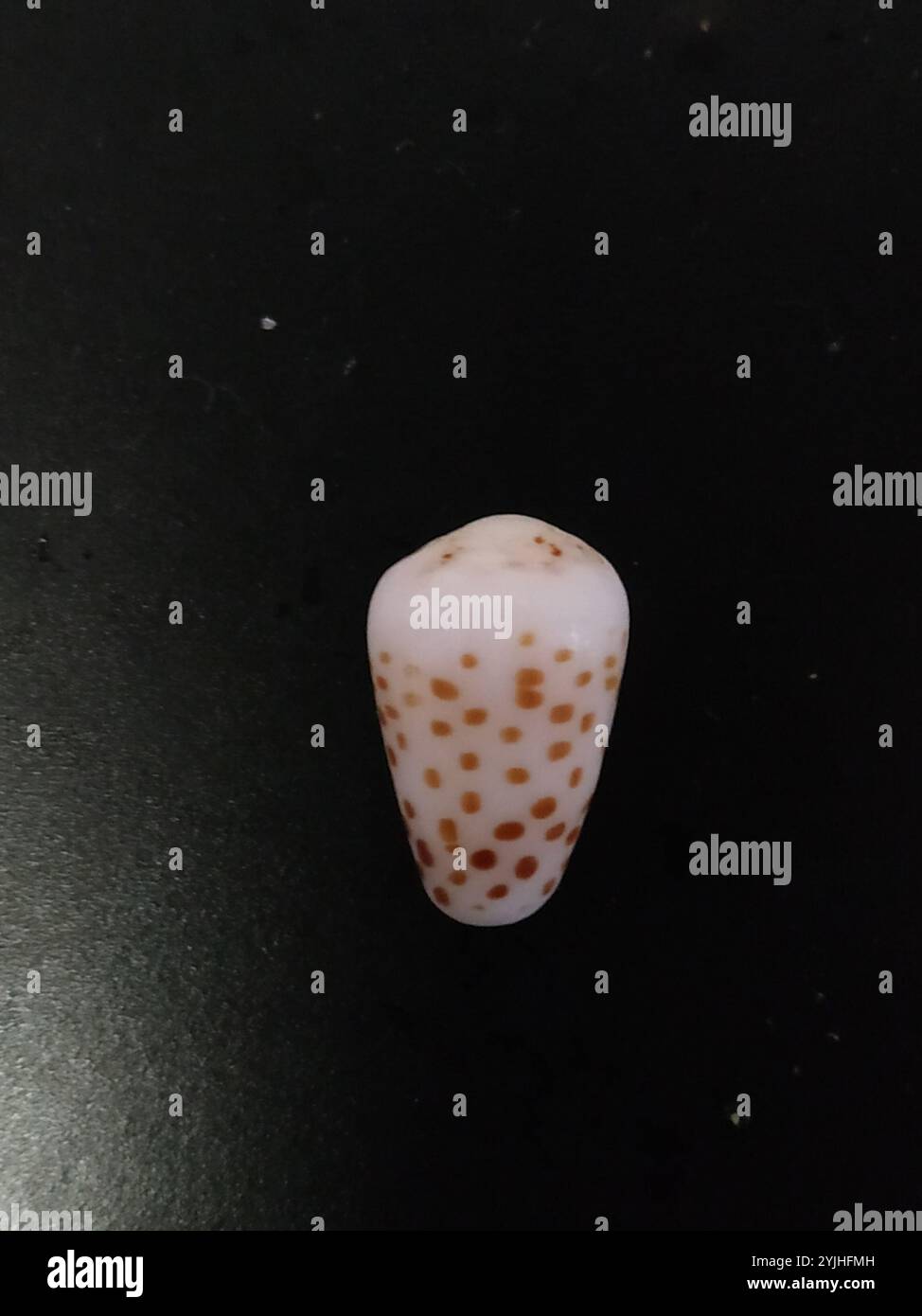 Flea-bitten Cone (Conus pulicarius Stock Photo - Alamy