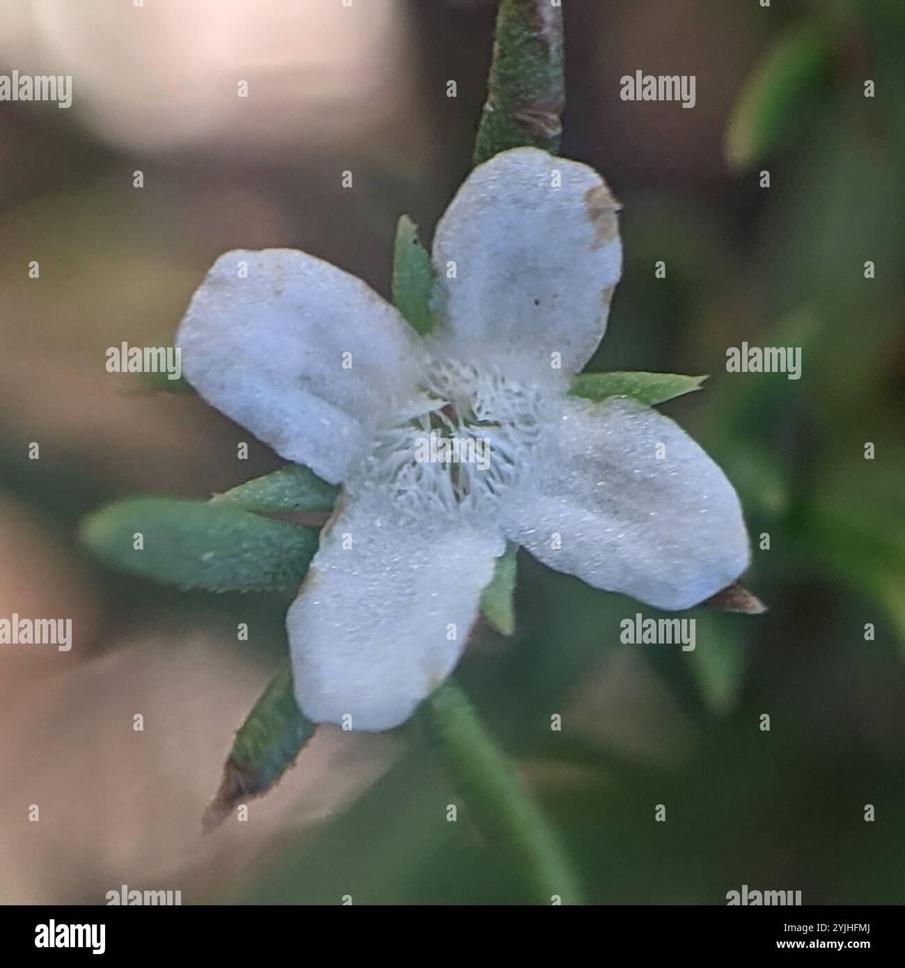 Rust Weed (Polypremum procumbens Stock Photo - Alamy