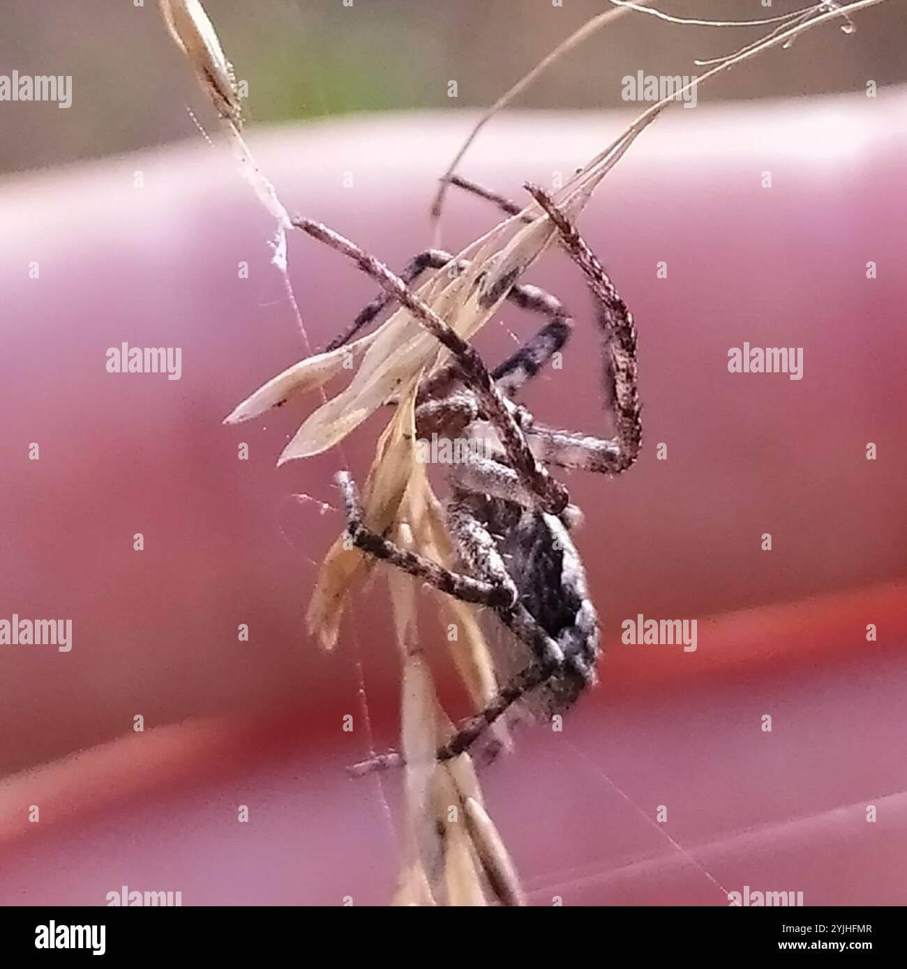Running Crab Spiders (Philodromus Stock Photo - Alamy