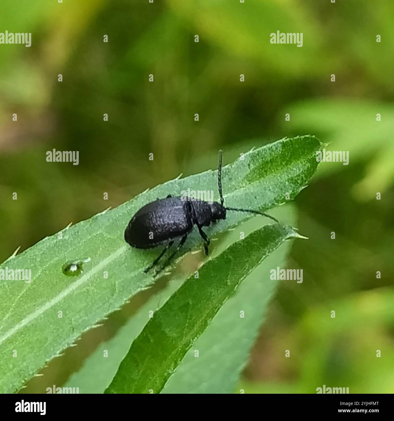 black-punctured leaf beetle (Galeruca tanaceti Stock Photo - Alamy