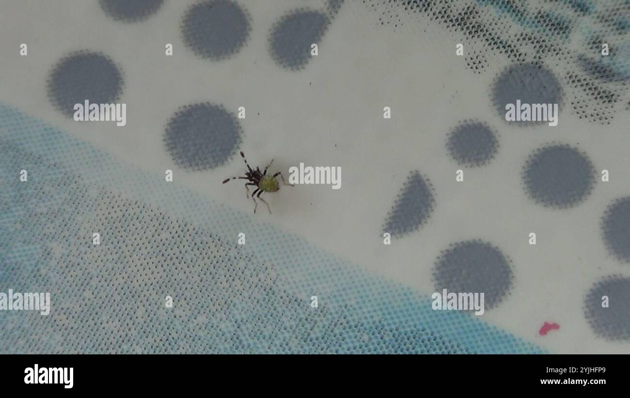 True Bugs (Heteroptera Stock Photo - Alamy