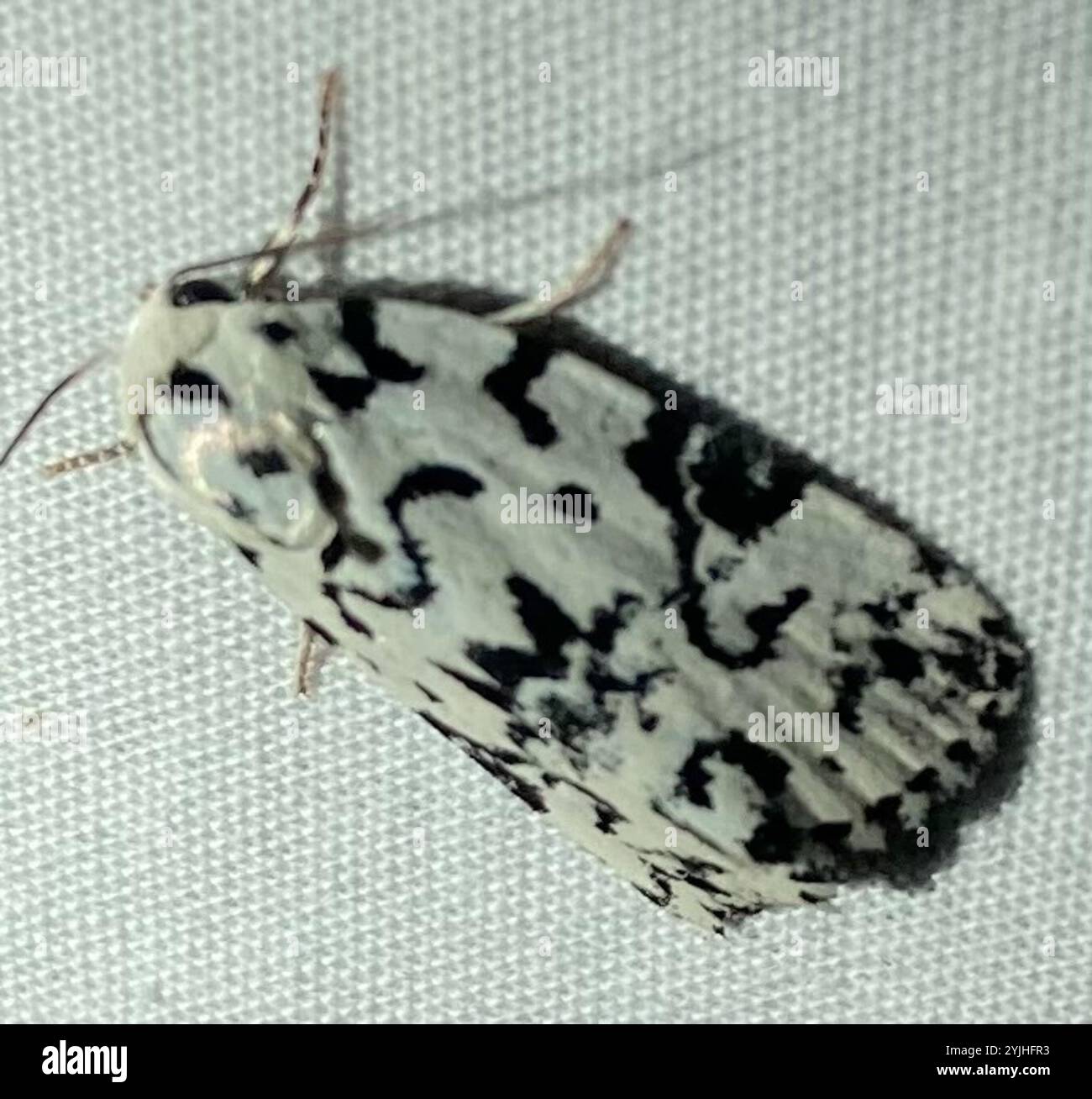 Hebrew Moth (Polygrammate hebraeicum Stock Photo - Alamy