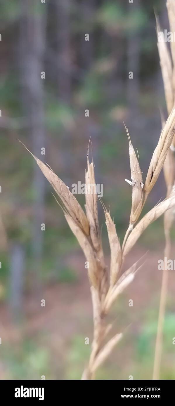 Tor-grass (Brachypodium pinnatum Stock Photo - Alamy
