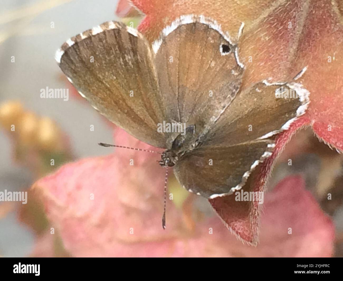 Common Geranium-bronze (Cacyreus marshalli Stock Photo - Alamy